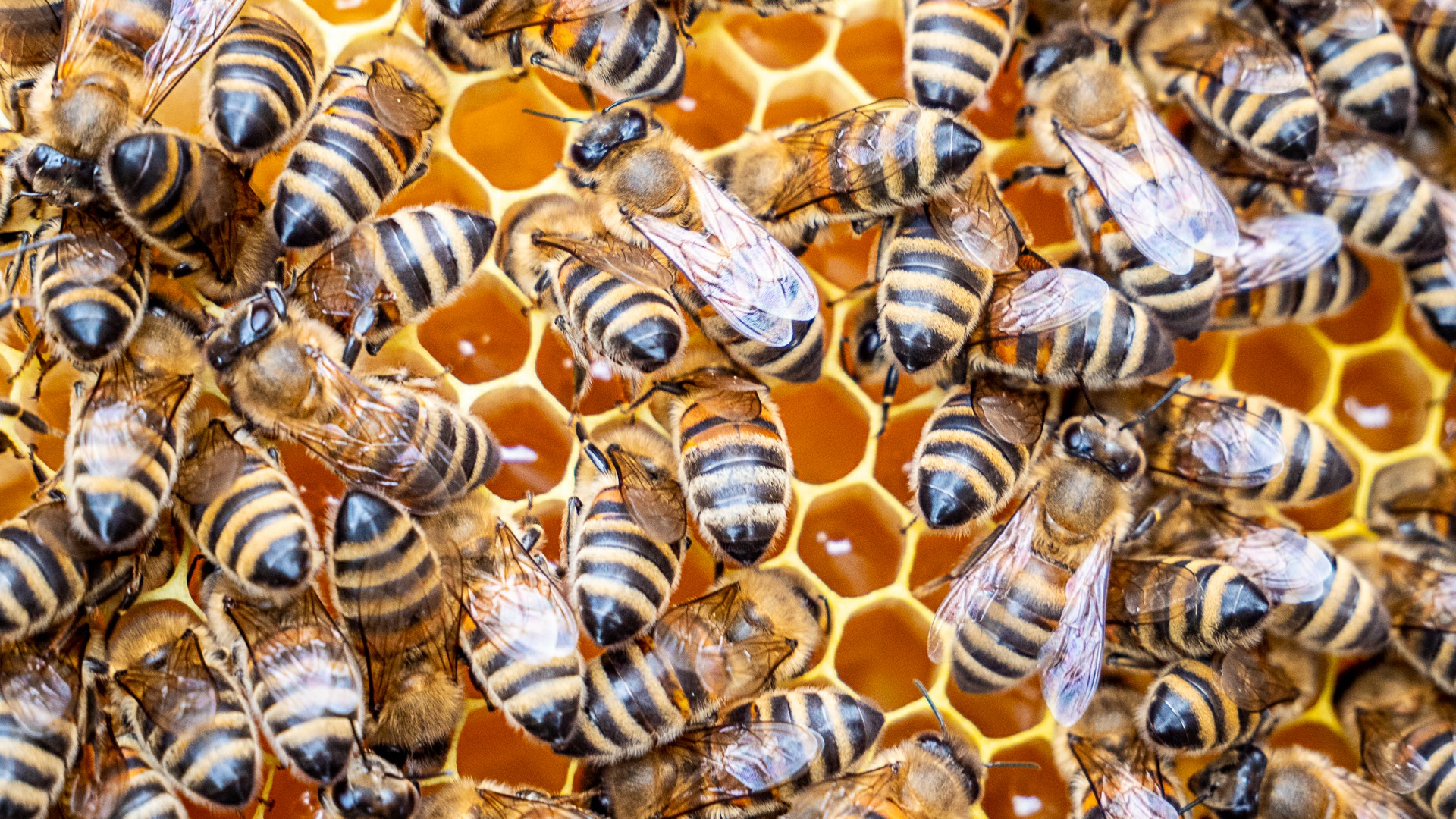 C'est quoi le miel ? - Nos ruches en couleurs