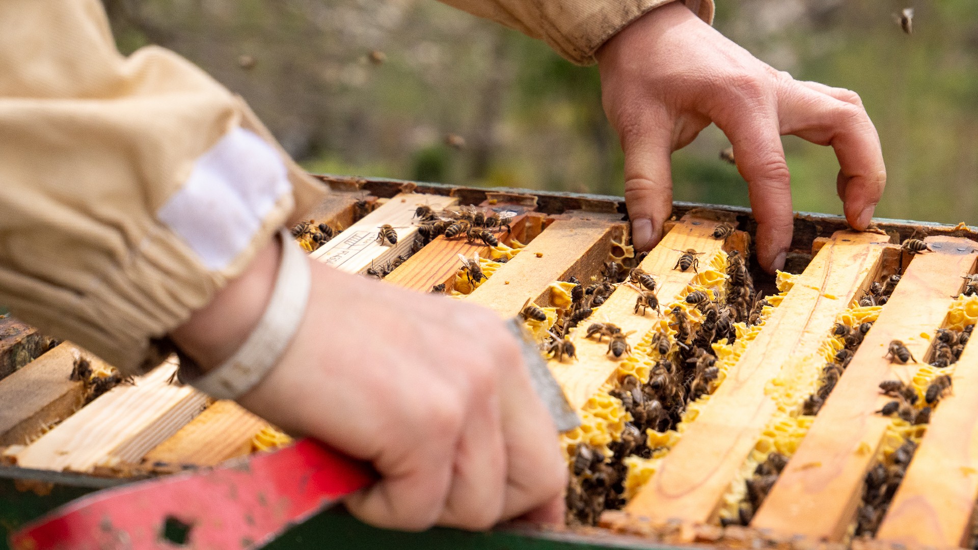 La production de miel - Nos ruches en couleurs