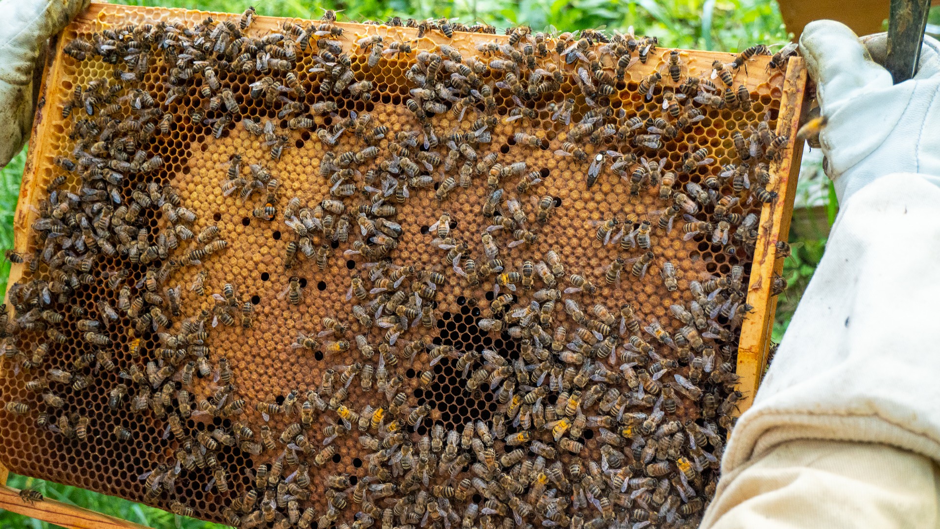 C'est quoi une colonie d'abeilles ? - Nos ruches en couleurs